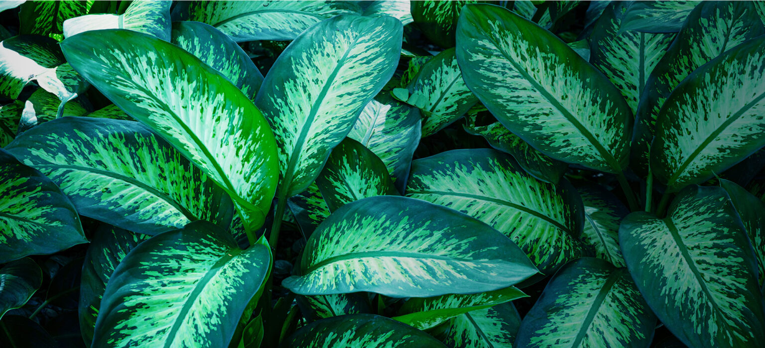 Sencera Technology - Sencera